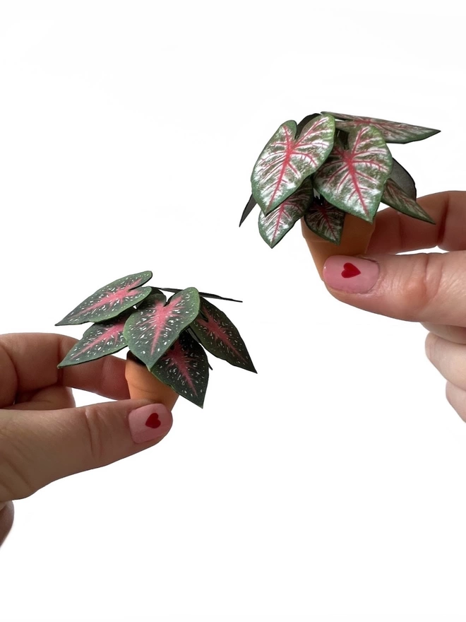 ‘Bloom Baby’ Miniature Caladium Red Flash Paper Plant - Holly & Co