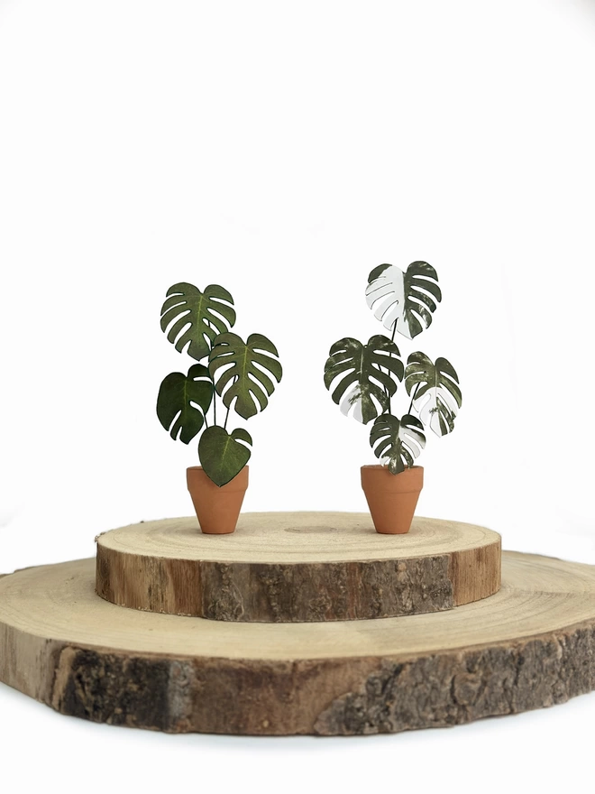‘I’ll Never Leaf You’ Miniature Monstera Paper Plant - Holly & Co