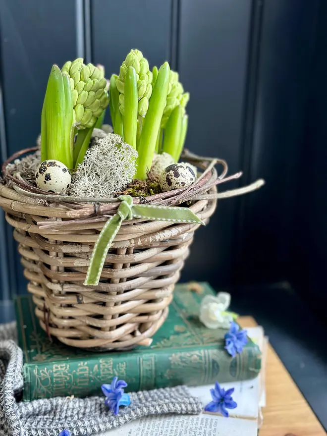 Easter Rattan Flower Pot of Flowering Hyacinths - Holly & Co